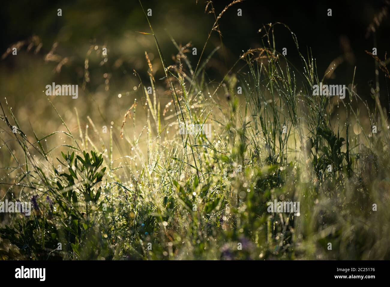 Morning sunshine, haze, dew on the lawn. Summer, autumn. Blurred photo ...