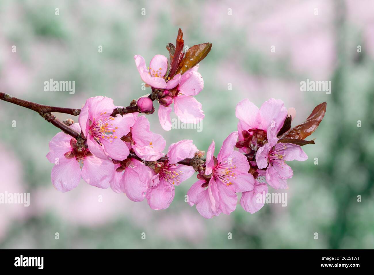 Flowering prunus blossoms branch prunus persica hi-res stock photography and images - Alamy