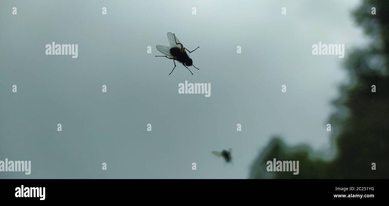 a black fly with wings in contrast with the gray blurred background ...