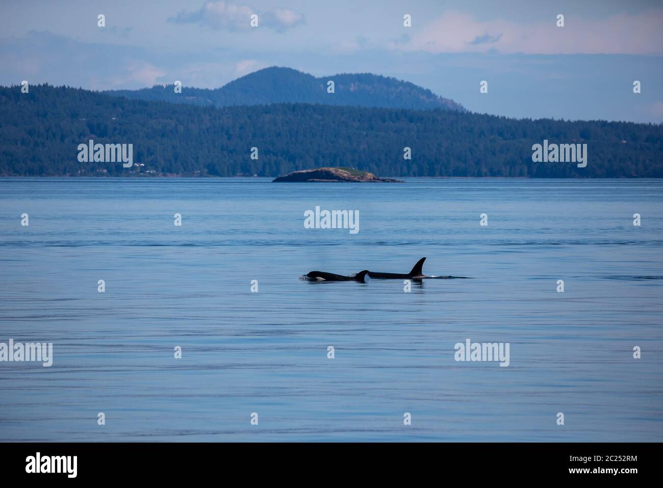 Orca whales in the ocean at vancouver in canada Stock Photo - Alamy