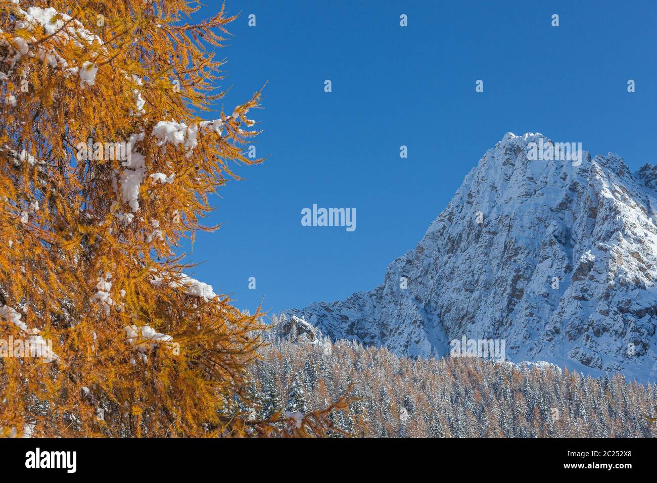 Orange larch tree and in the background snow-capped forest and Dolomite ...