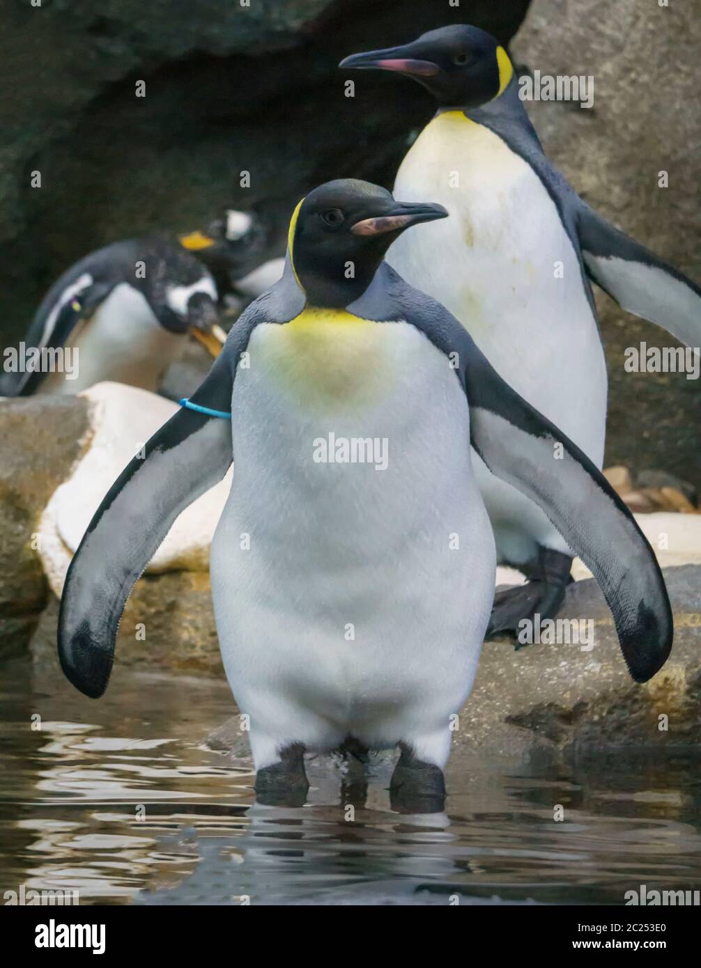 Animals of the calgary zoo hi-res stock photography and images - Alamy