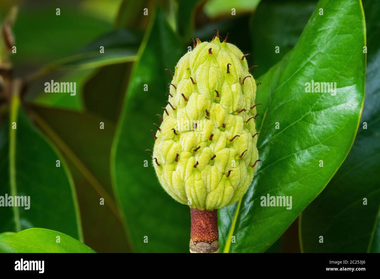 Magnolia Grandiflora, close up of Magnolia tree in bloom Stock Photo ...