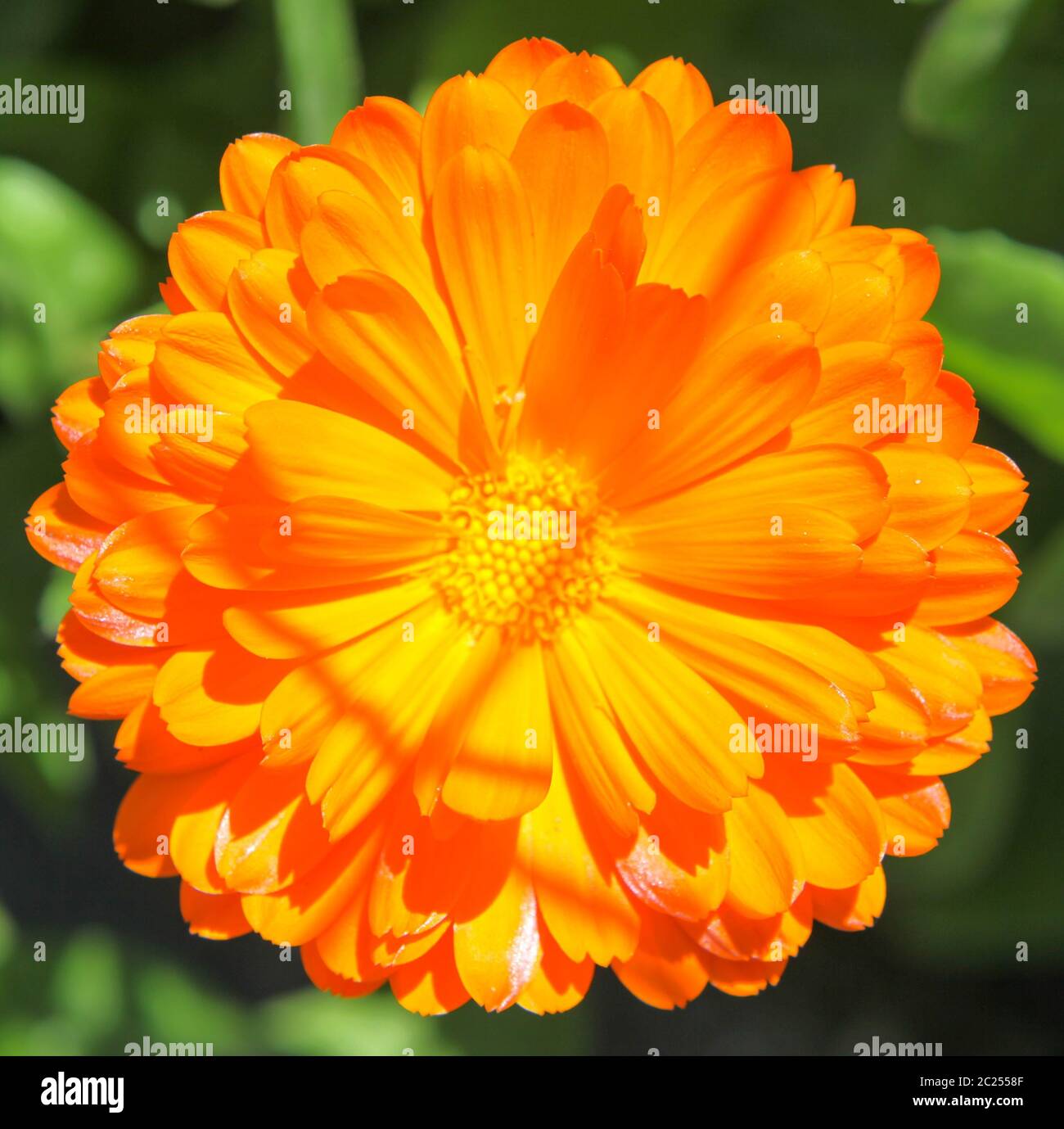 Marigold - Calendula Officinalis Stock Photo - Alamy