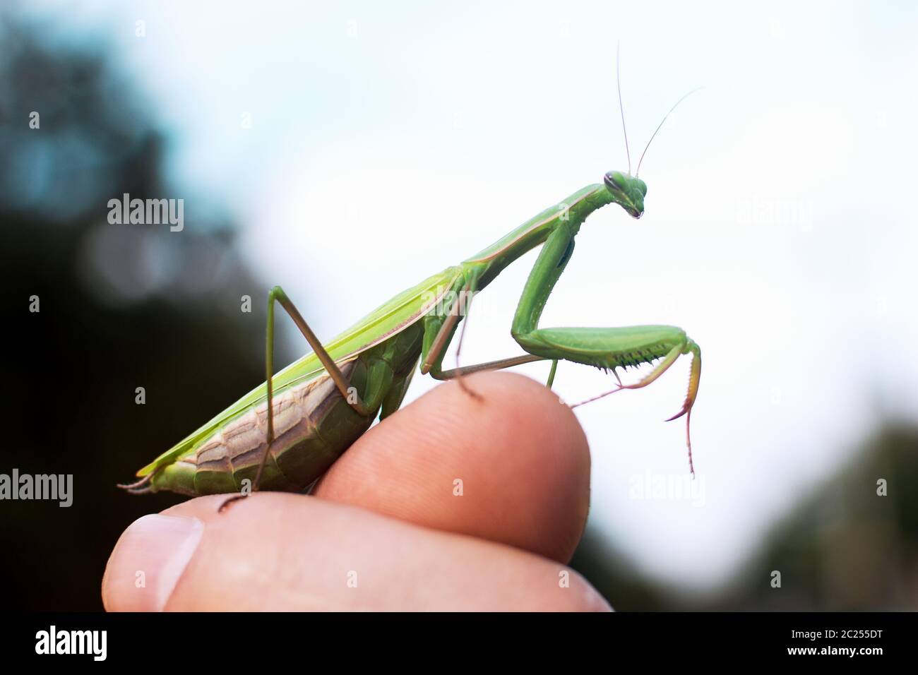 The praying mantis insect is on human fingers outdoors on nature Stock ...