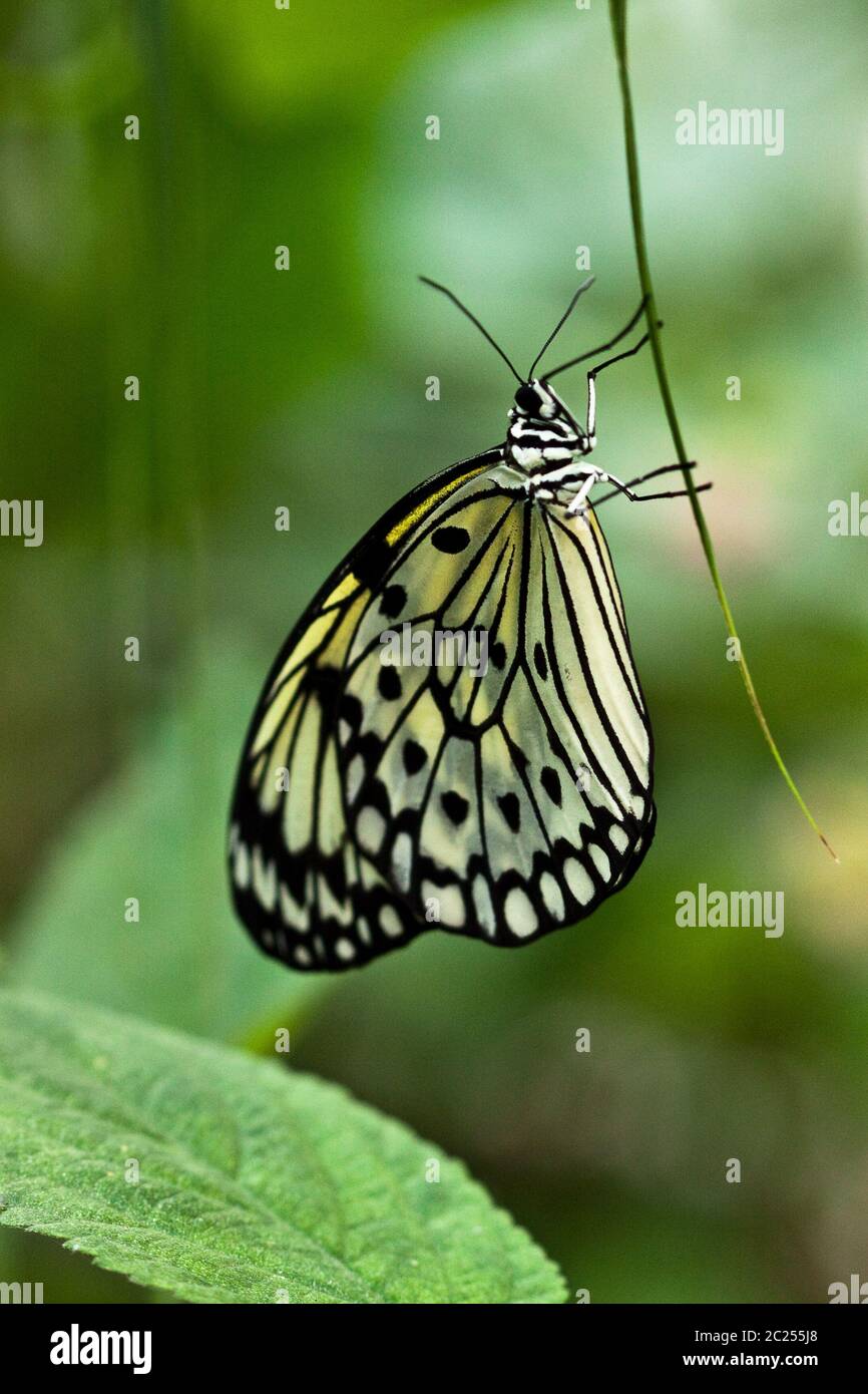 Paper Kite, Rice Paper (Idea leuconoe Stock Photo - Alamy