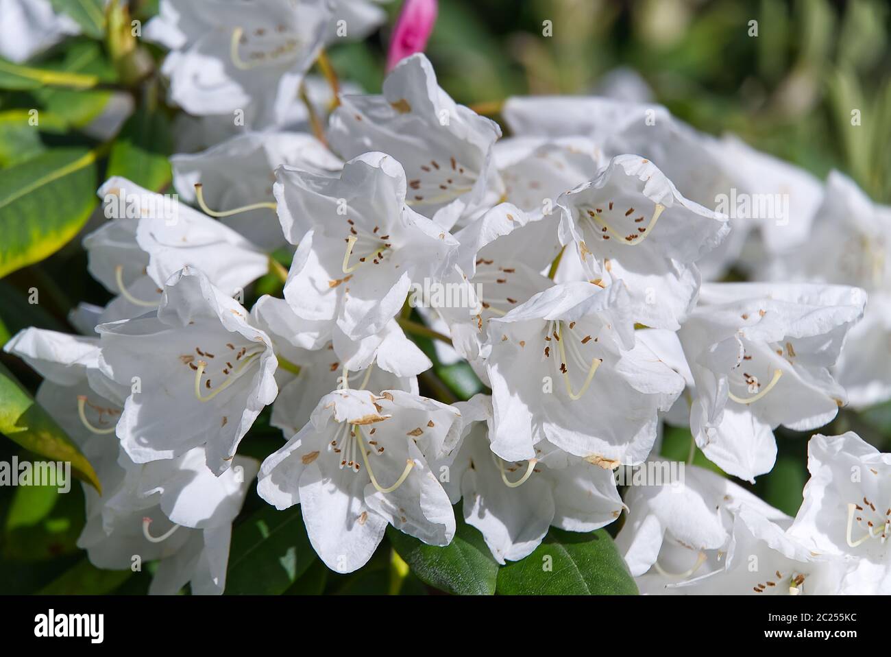 white rhododendrons close-up. Delicate white azalea Rhododendron ...