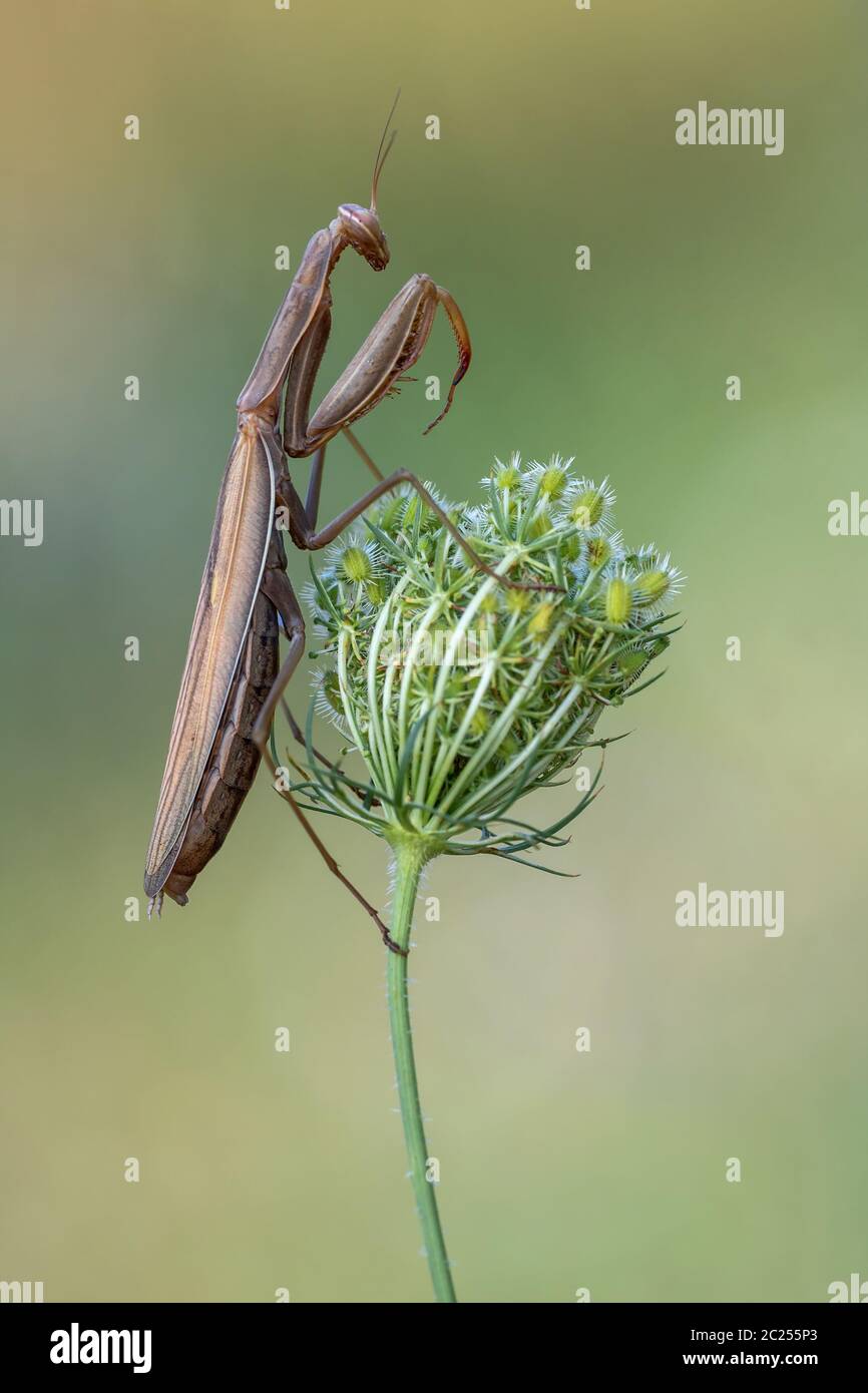 Animal legs hi-res stock photography and images - Alamy