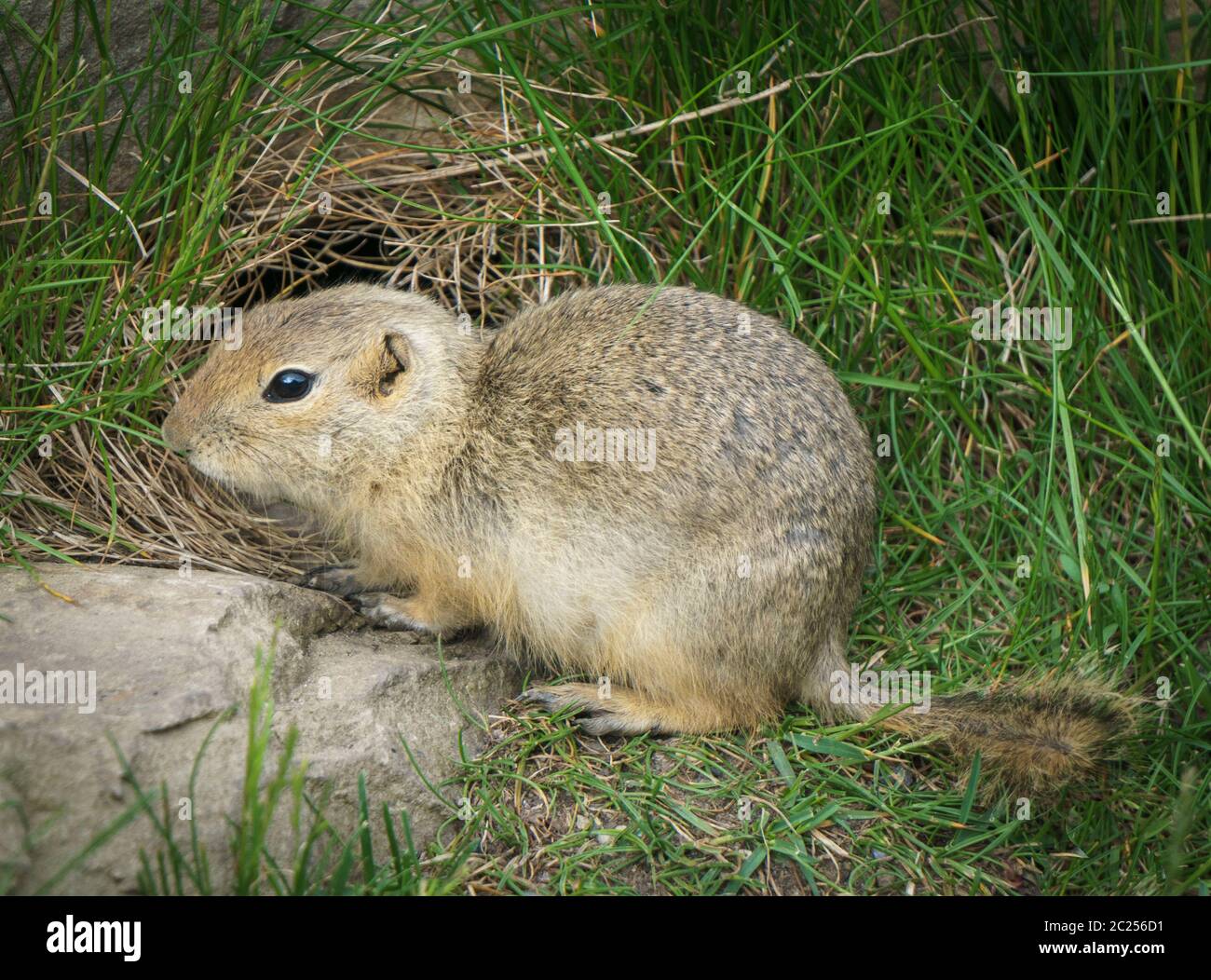 Gopher Calgary Alberta Stock Photo - Alamy