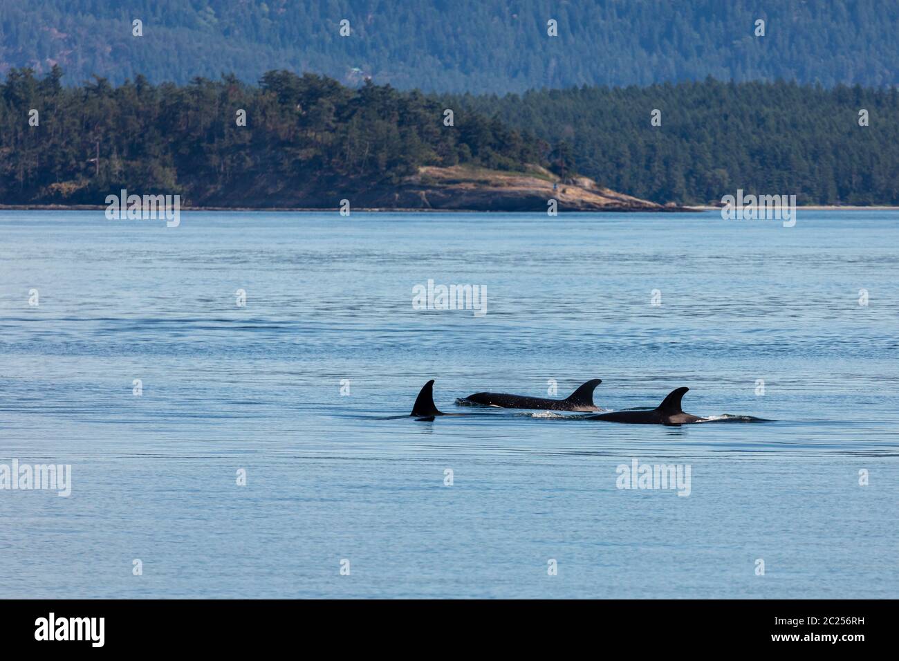 Orca whales in the ocean at vancouver in canada Stock Photo - Alamy