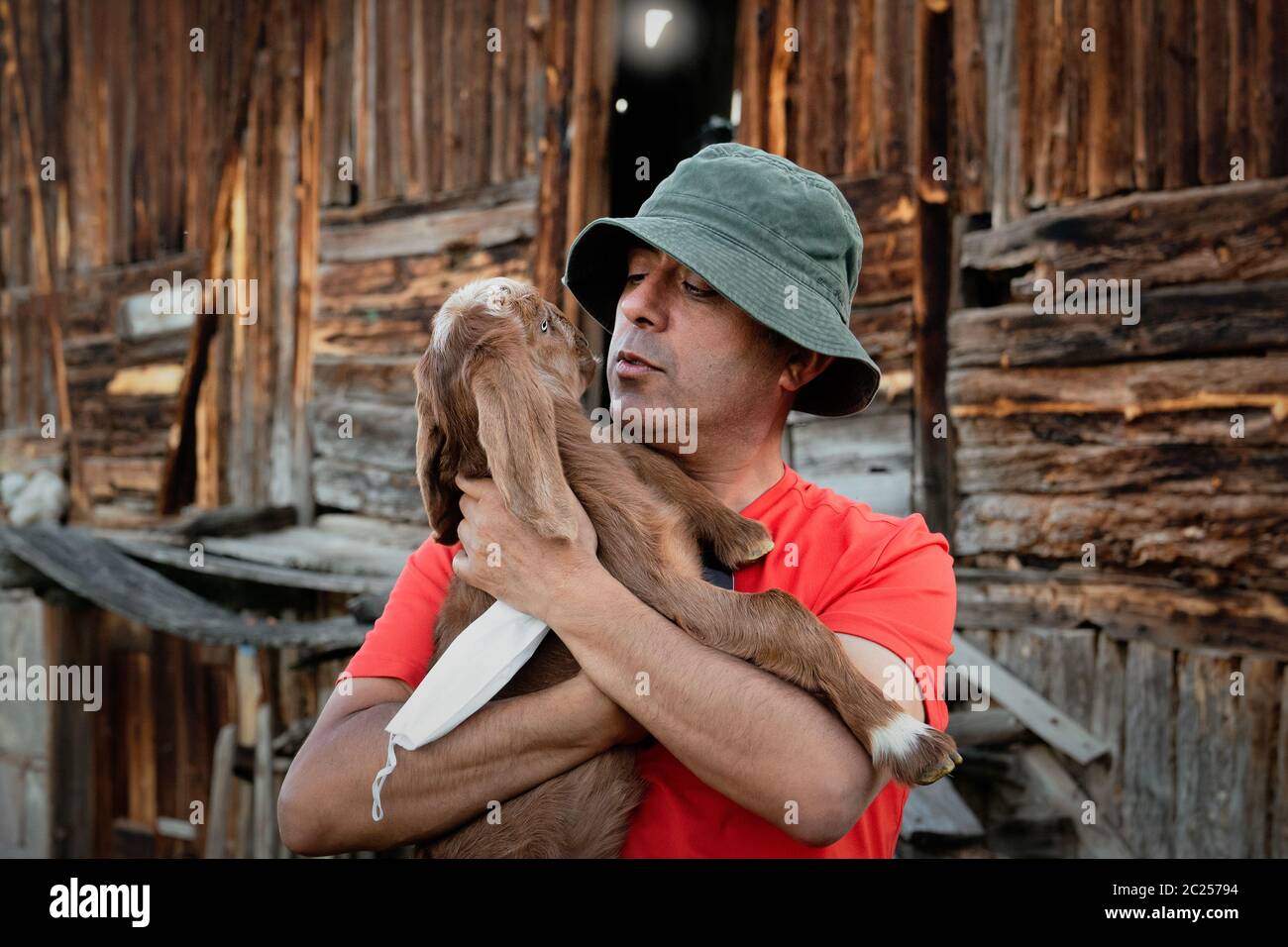 Man hugs brown baby goat with rural background Stock Photo - Alamy