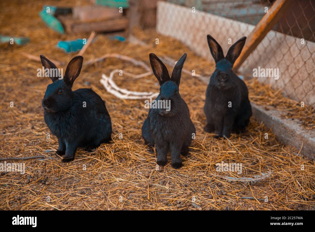 Domestic rabbits garden hi-res stock photography and images - Alamy