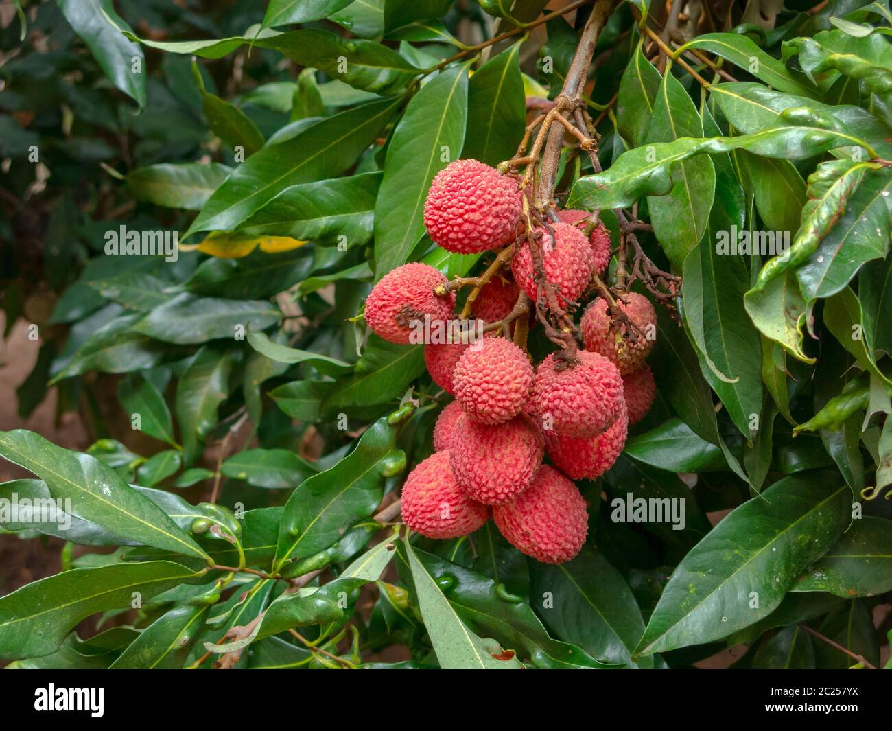Lychee with shell hi-res stock photography and images - Alamy