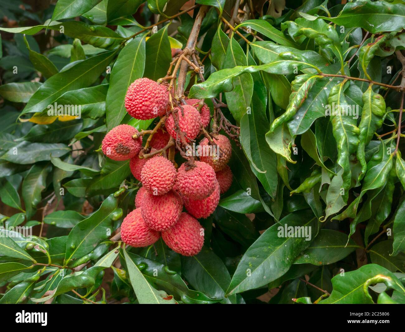 Fruit lichia hi-res stock photography and images - Alamy
