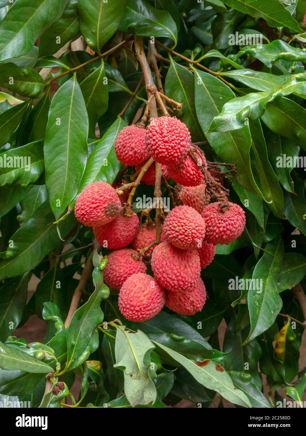 Mature Lychee fruits on tree ready to picking Stock Photo - Alamy