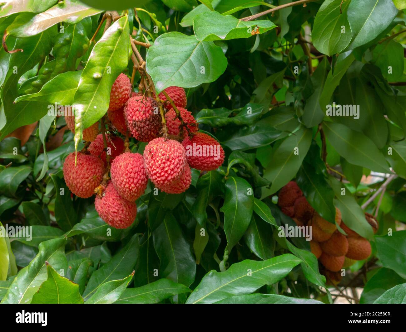 Mature fruits hi-res stock photography and images - Alamy