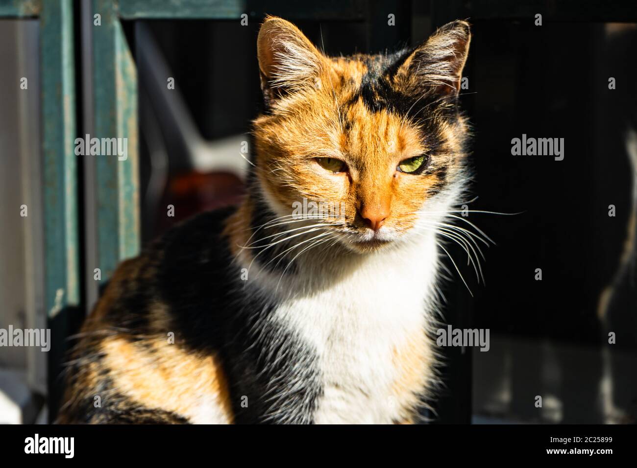 Three colors cat on sunny street Stock Photo - Alamy
