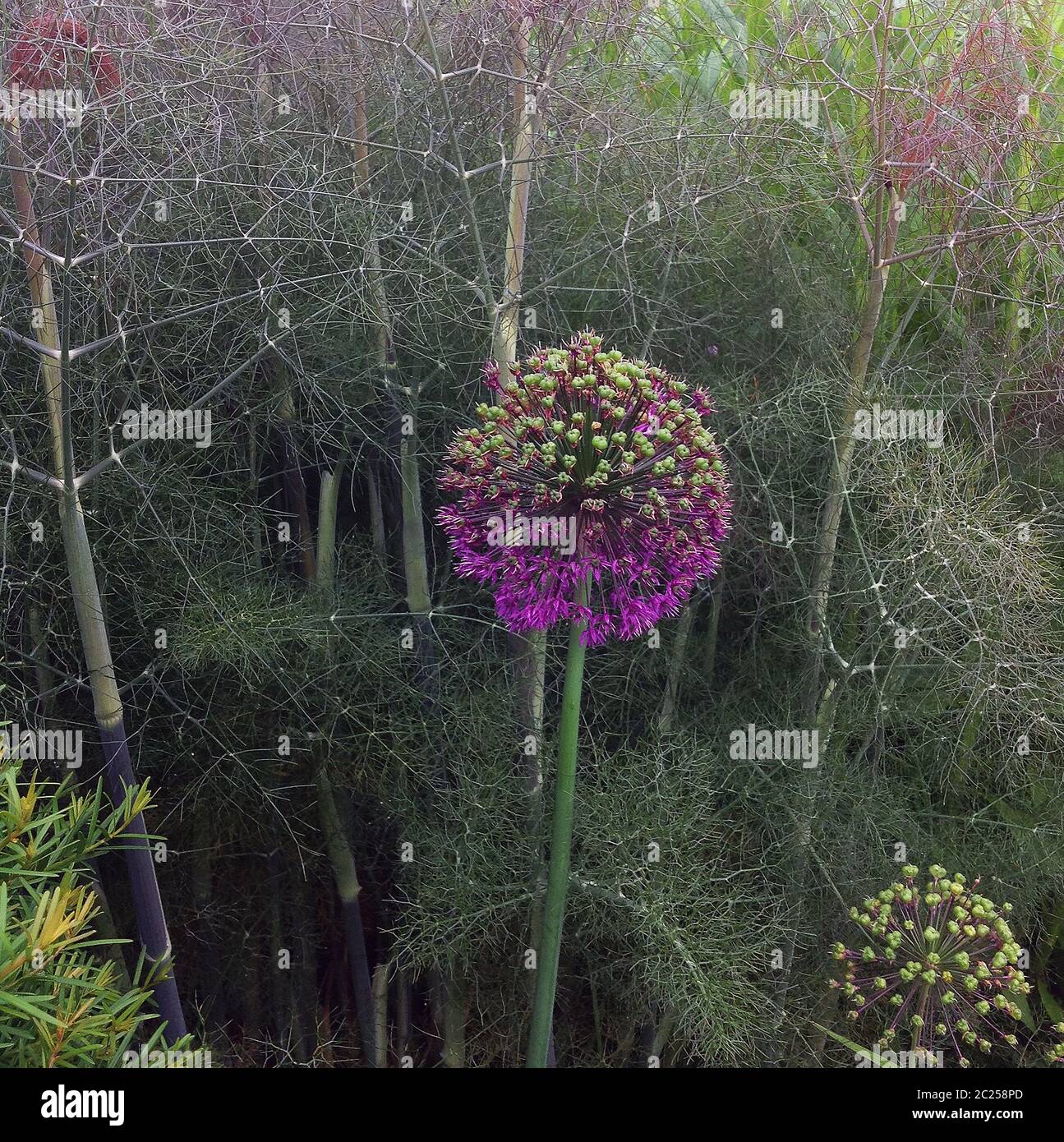 Allium and fennel partner well in the early summer border Stock Photo ...