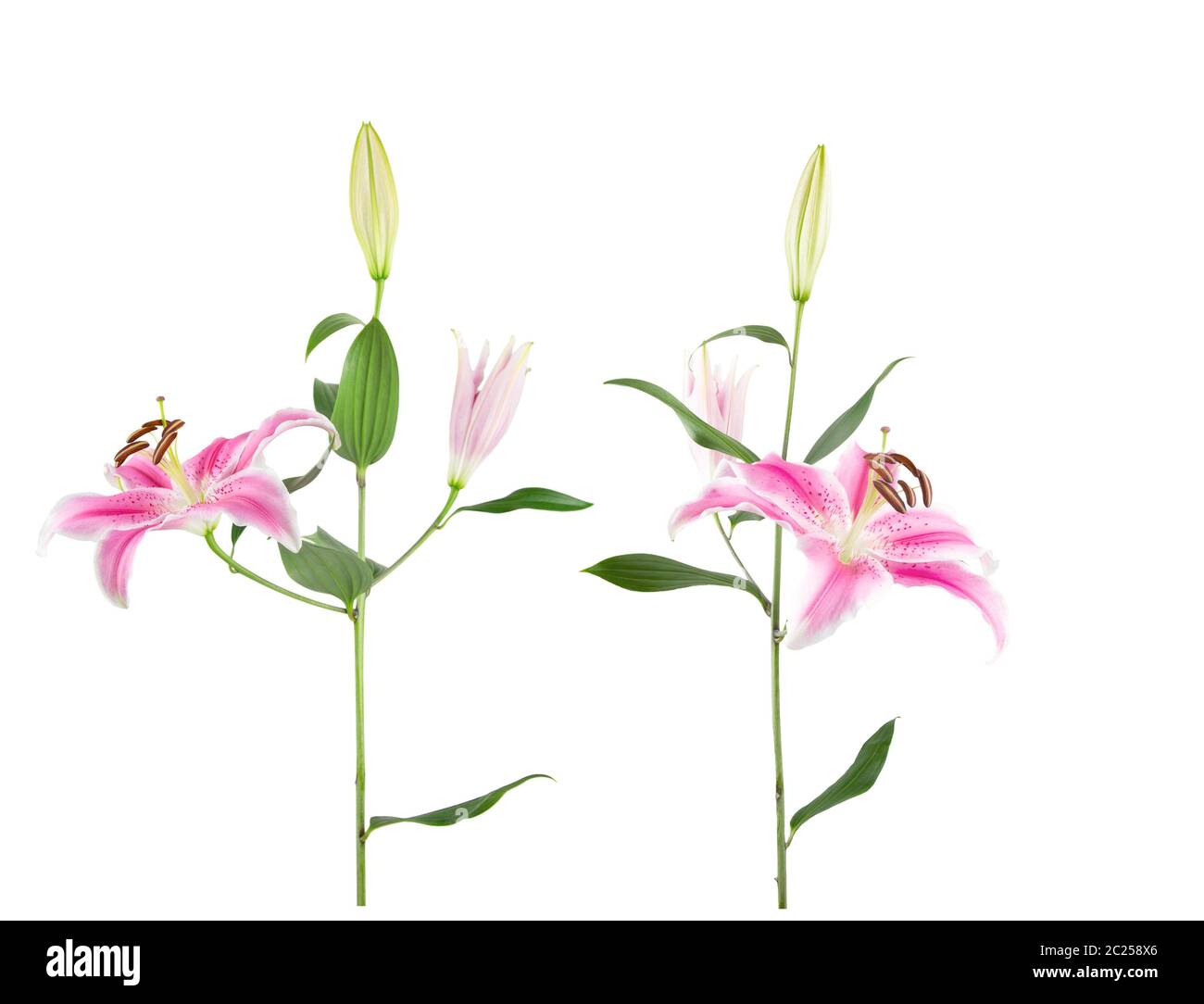 Stargazer Cut Out Stock Images & Pictures - Alamy