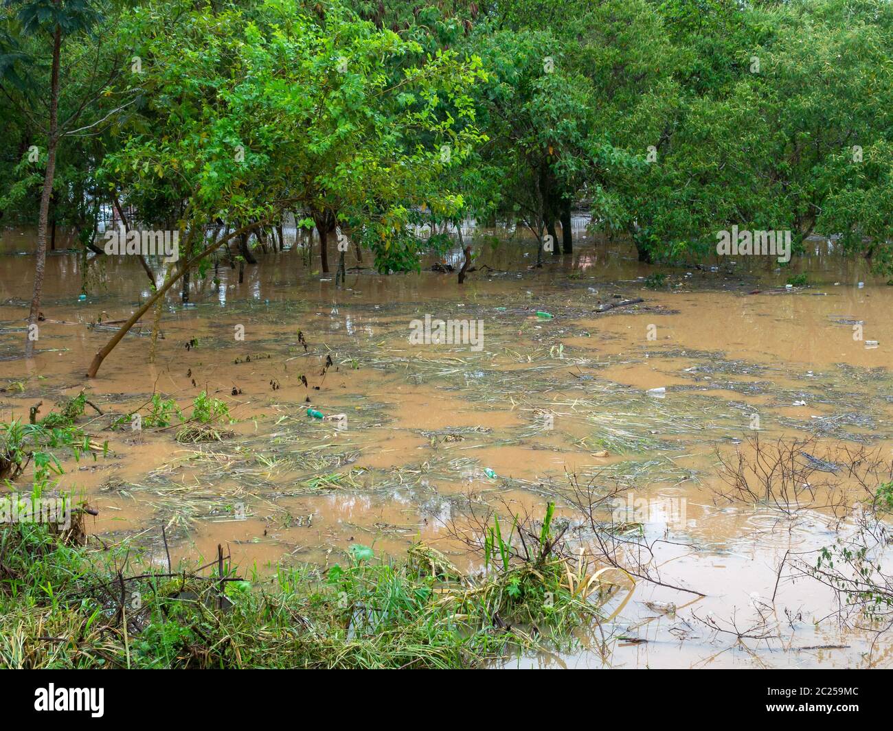 Capivari hi-res stock photography and images - Alamy
