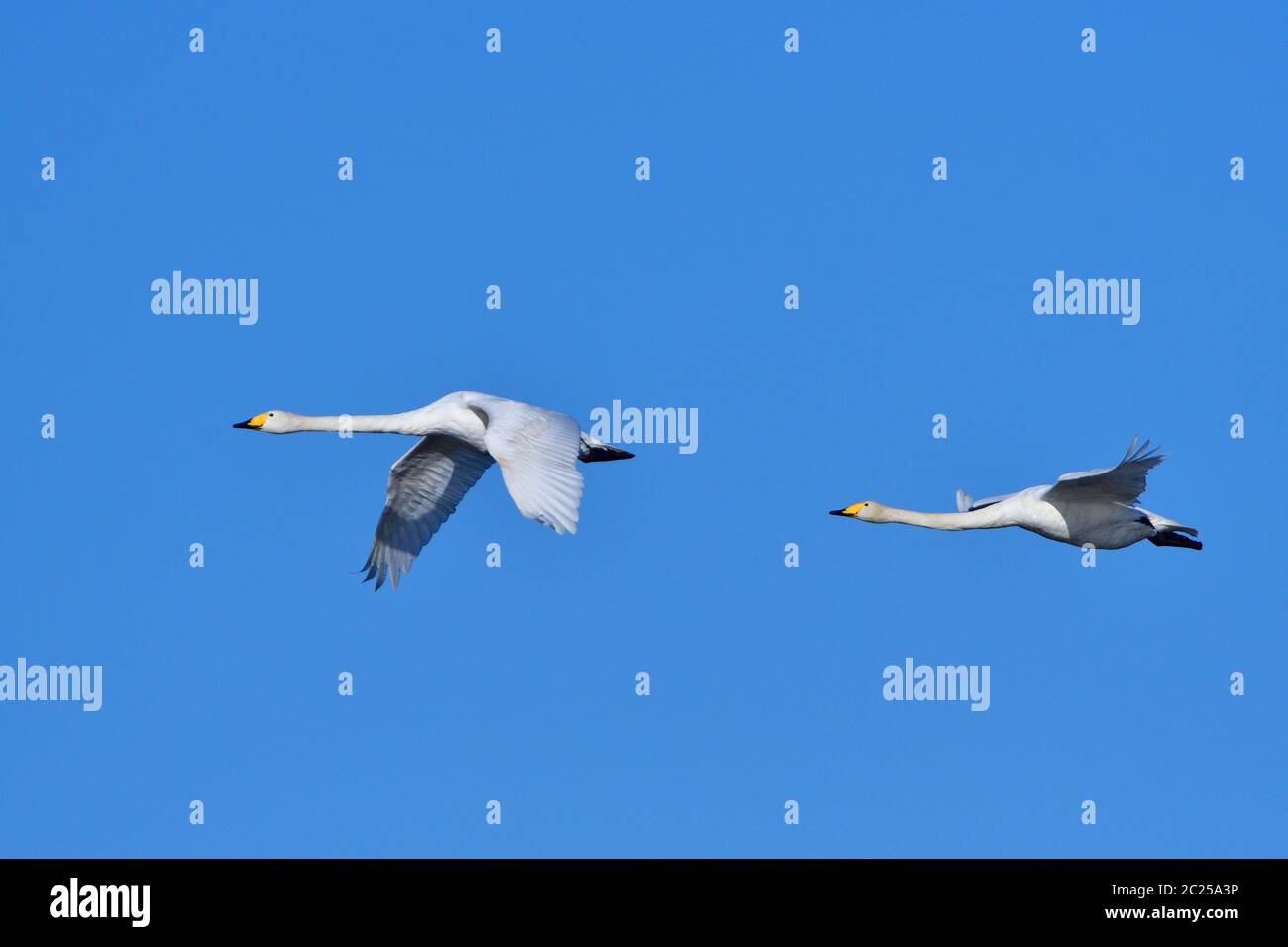 Whooper swan in flight in saxon in the morning Stock Photo - Alamy