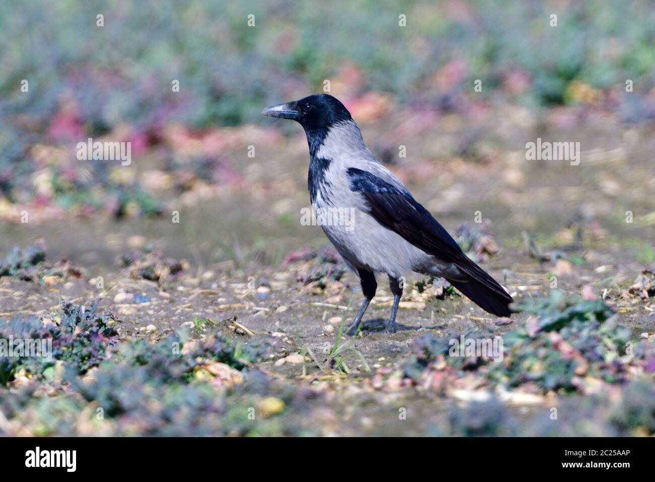 Crow mating hi-res stock photography and images - Alamy