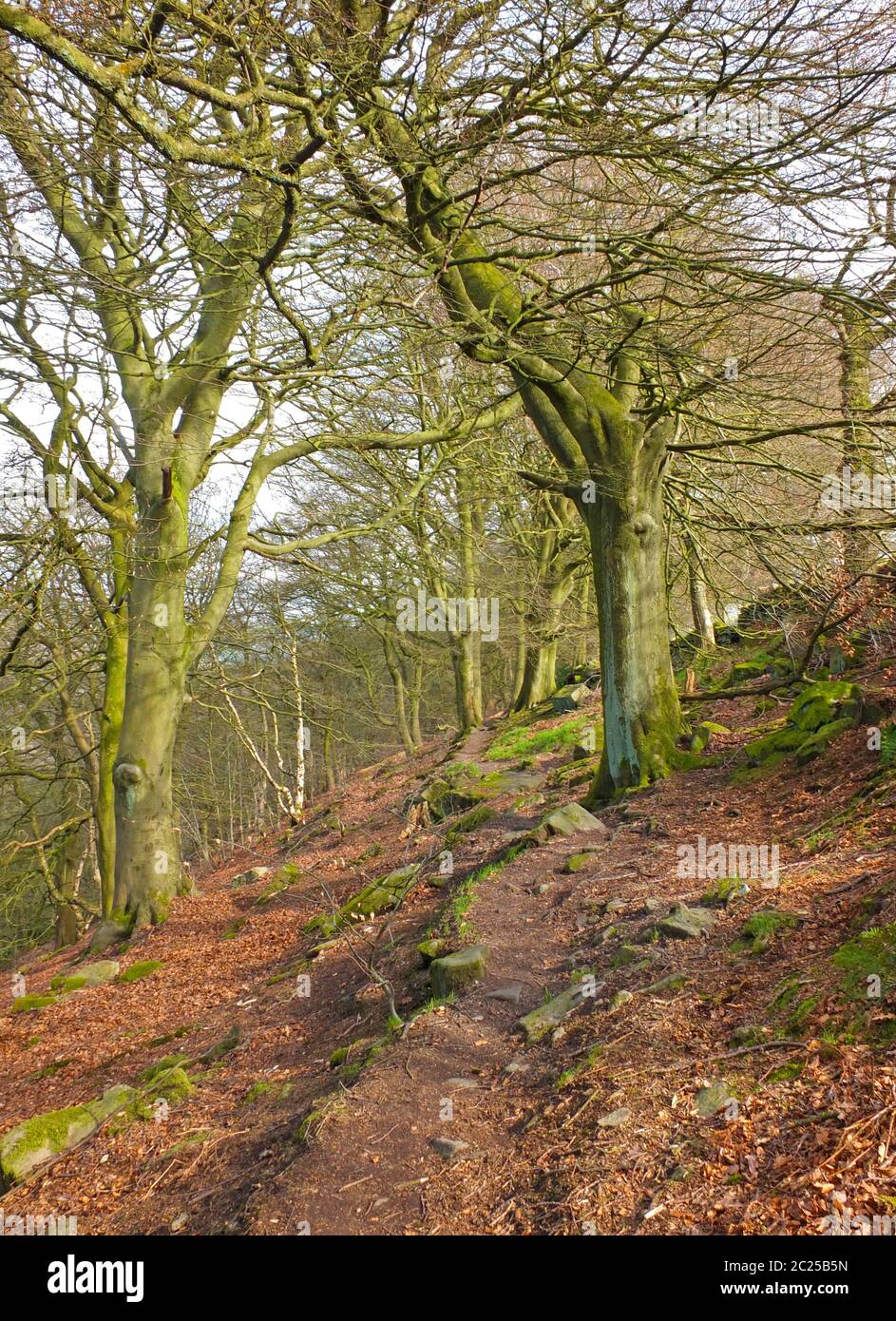 Budding trees spring woods hi-res stock photography and images - Alamy