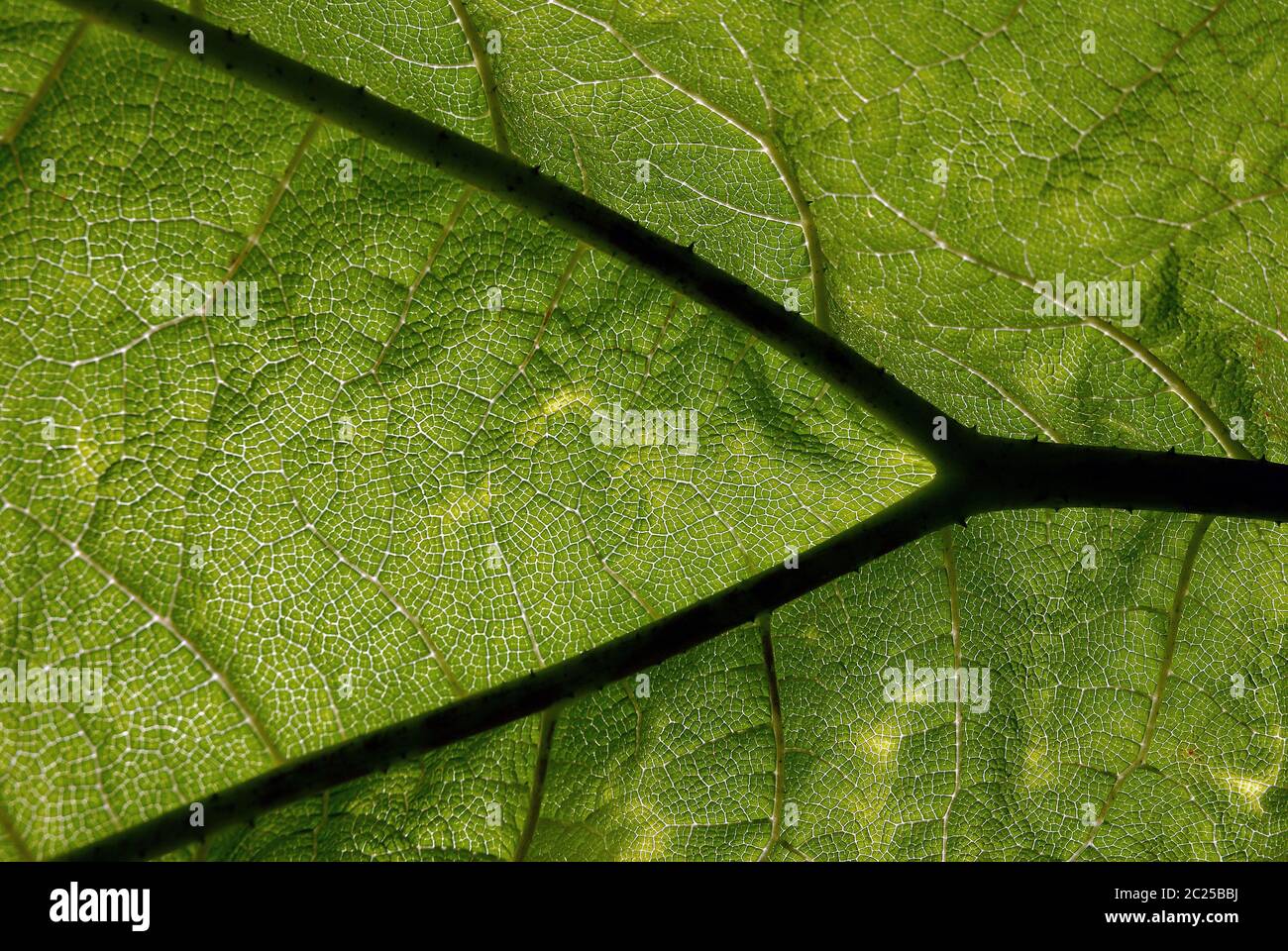 Prickly underside of leaf hi-res stock photography and images - Alamy