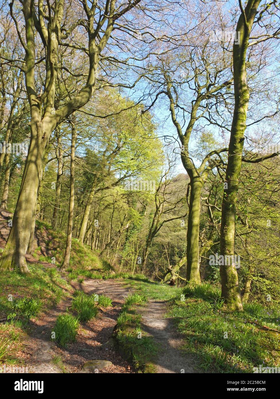 Budding trees hi-res stock photography and images - Alamy