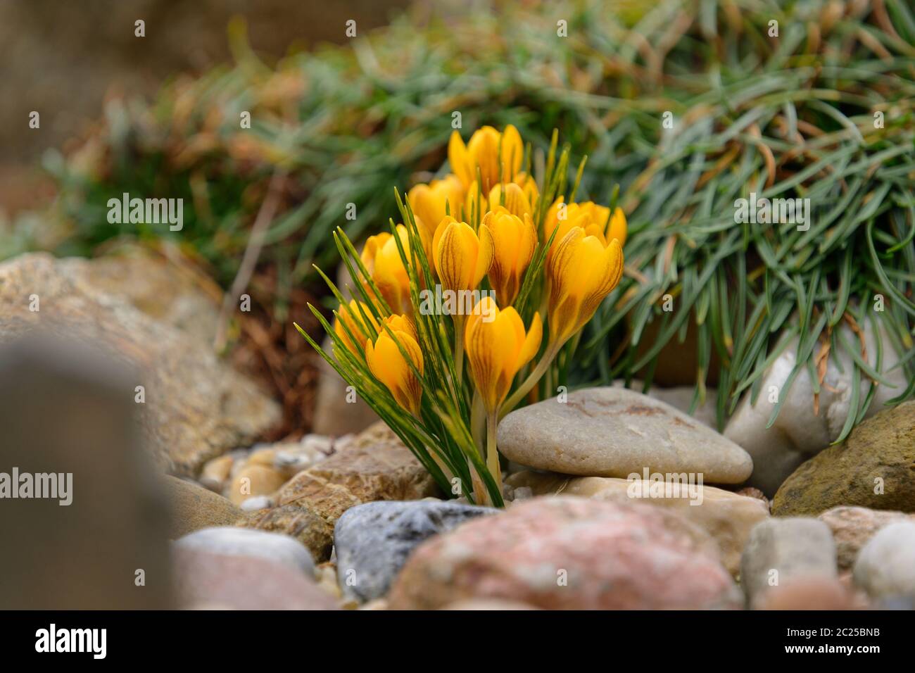 Yellow crocus in a stone garden in spring Stock Photo - Alamy