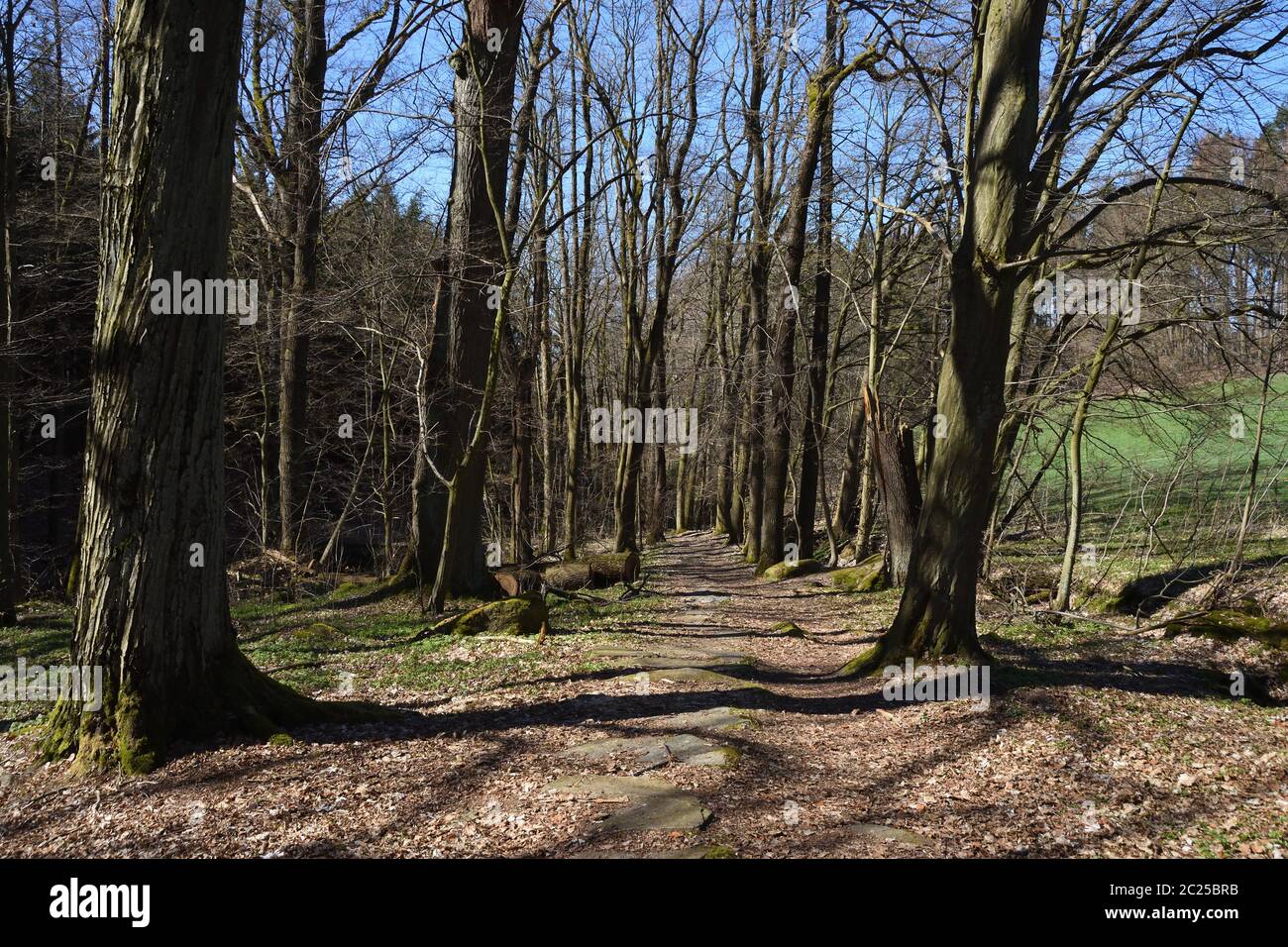 Saxon forest hi-res stock photography and images - Alamy