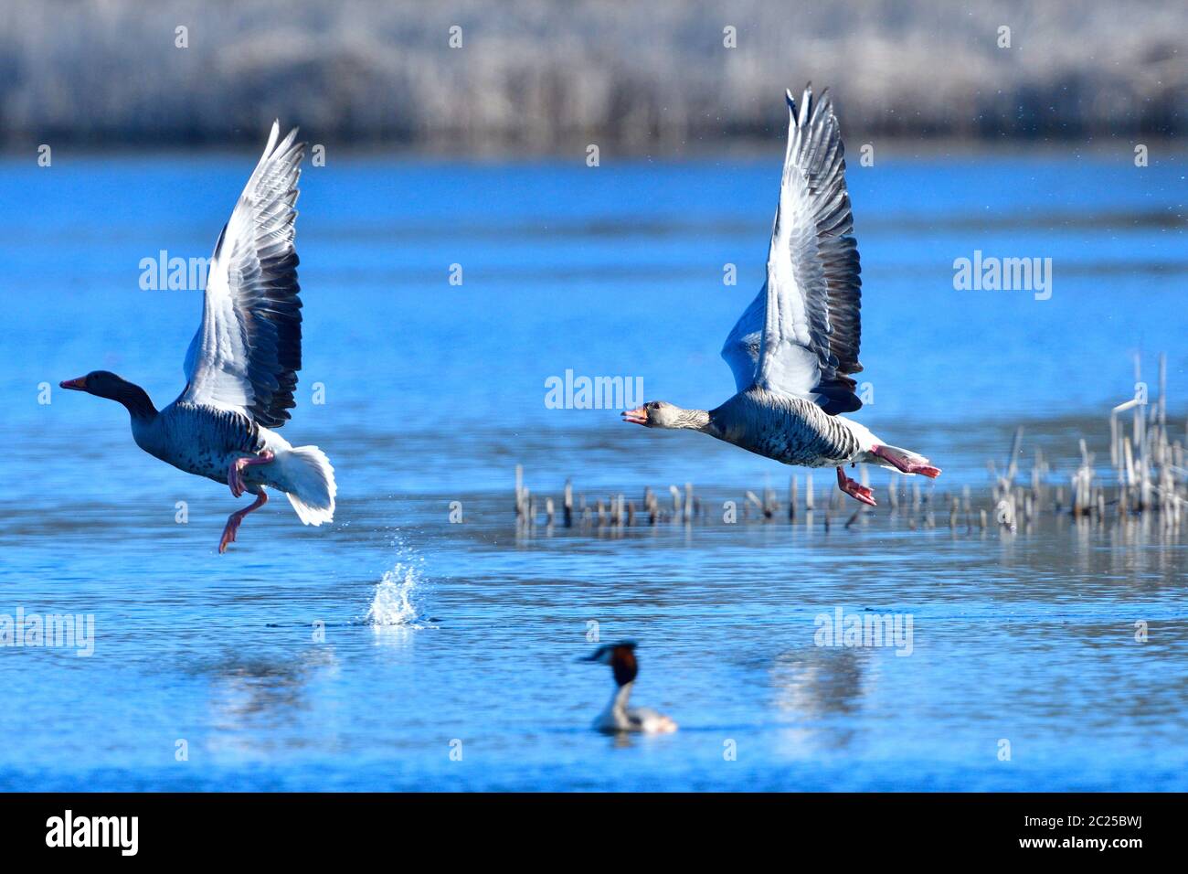 Spring fight hi-res stock photography and images - Alamy