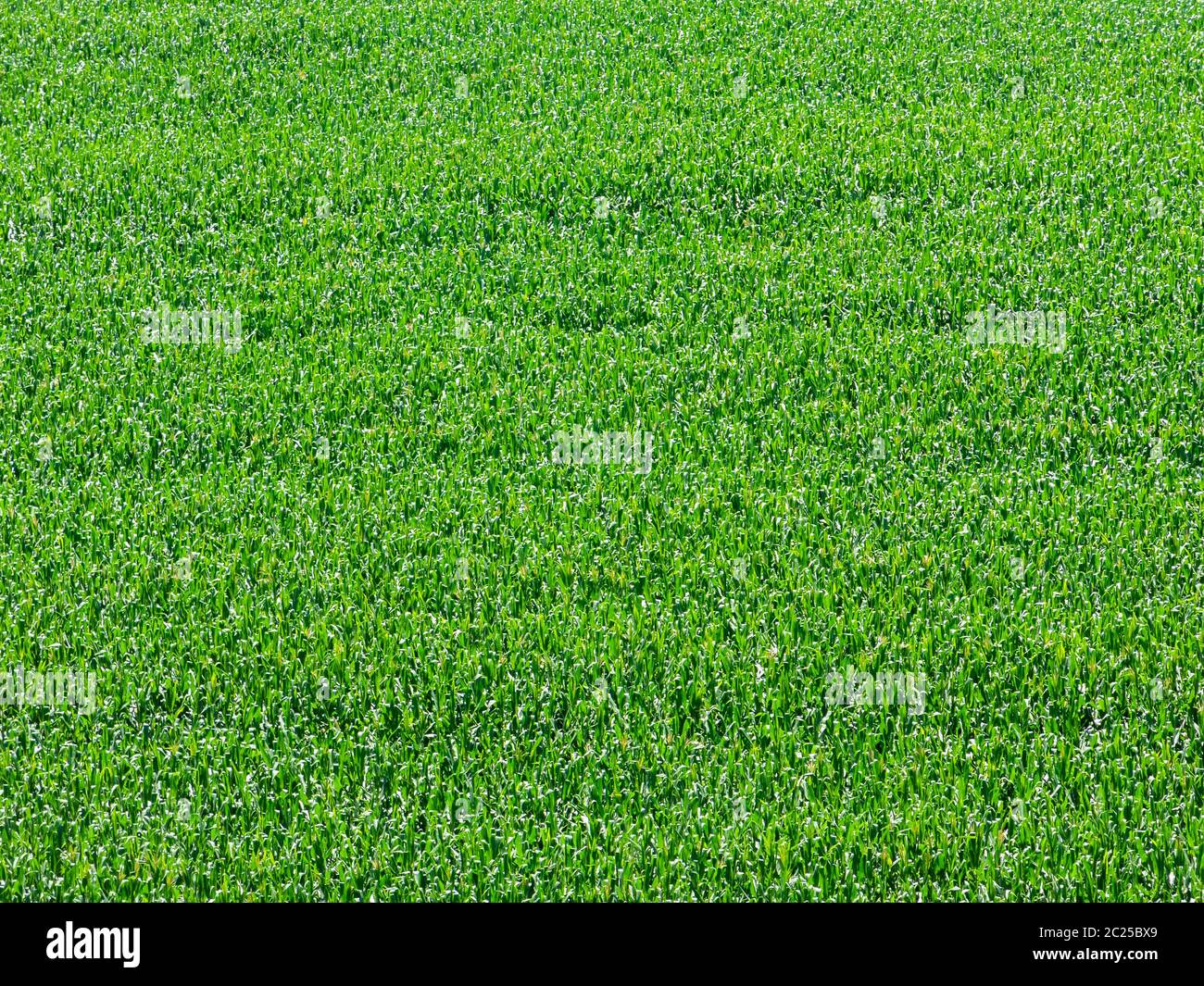 Cornfield plantation hi-res stock photography and images - Alamy