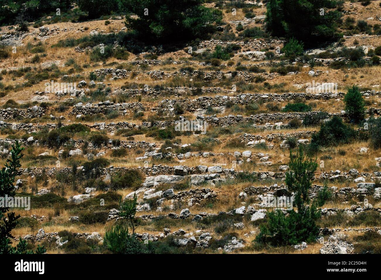 Jerusalem Israel June 21, 2019 View of the landscape and nature at ...
