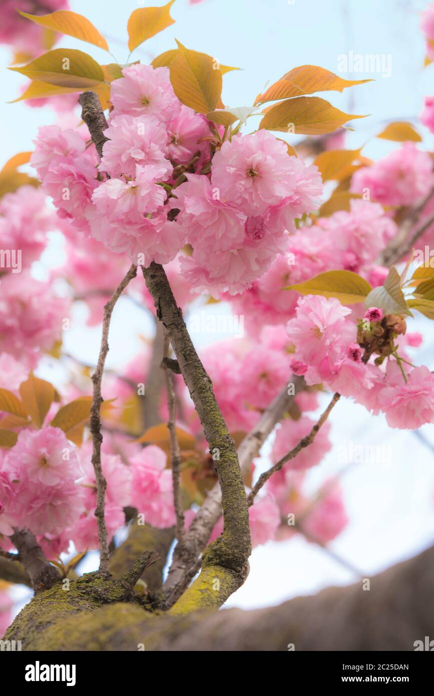 Pink cherry blossom of lovely hanami party in Asukayama park in the ...