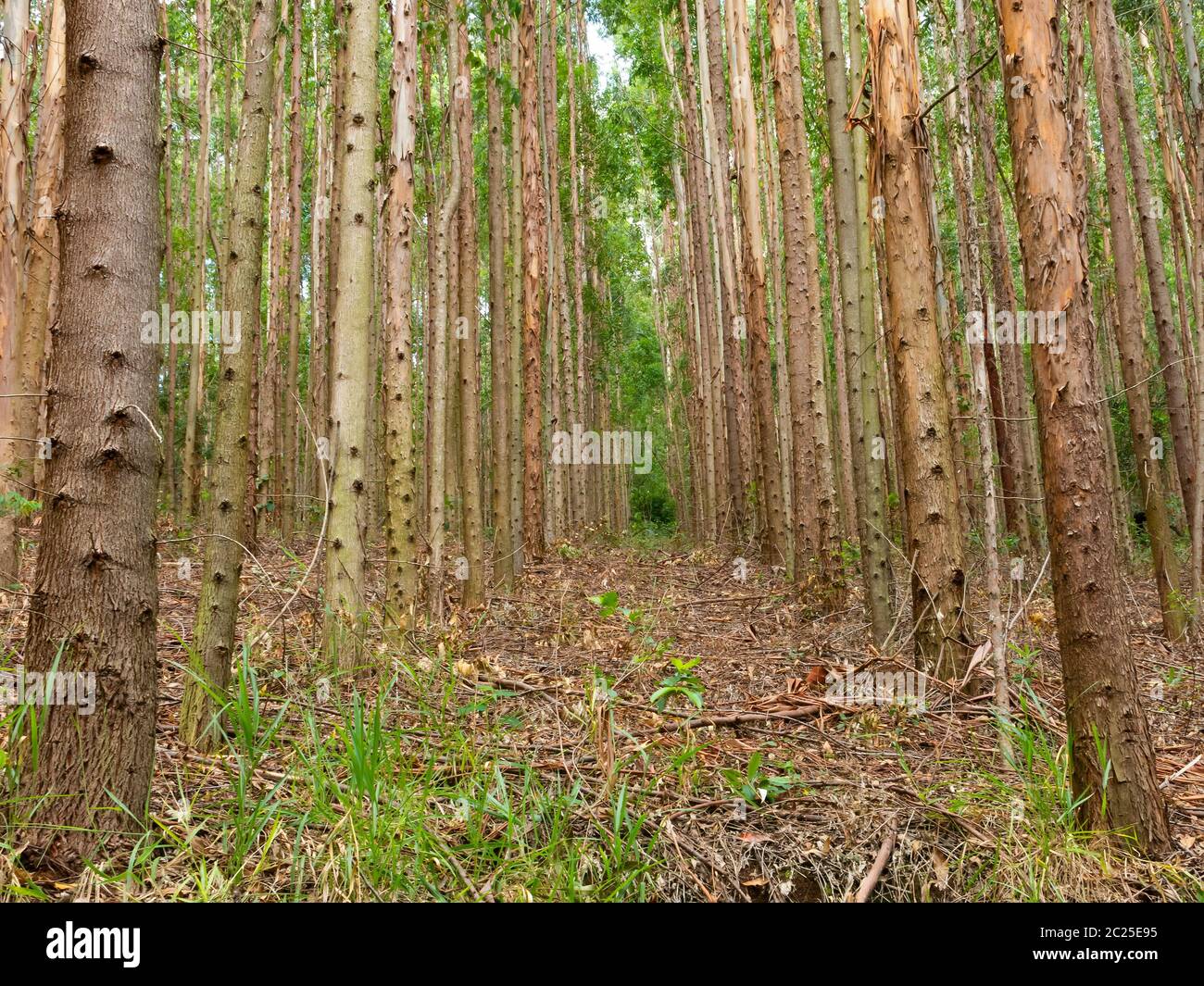 Eucalyptus plantation in Brazil Stock Photo - Alamy