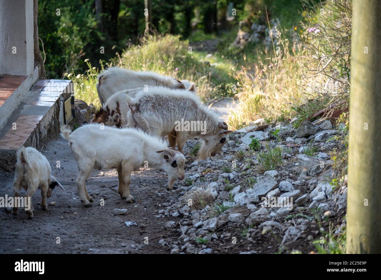 Famous sheep hi-res stock photography and images - Alamy