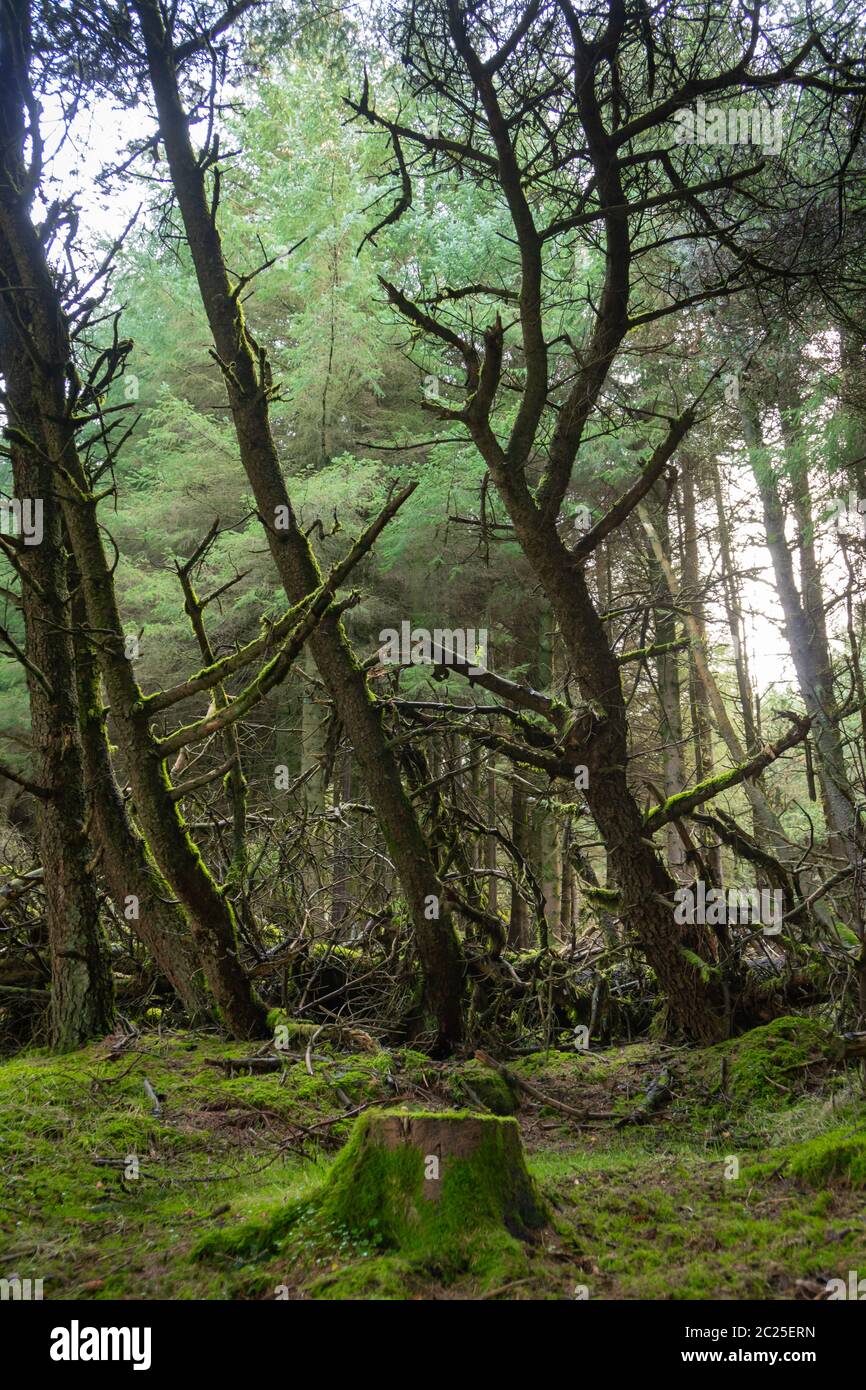 Irish Idyllic forest with it's magical green trees, moss, cones and ...