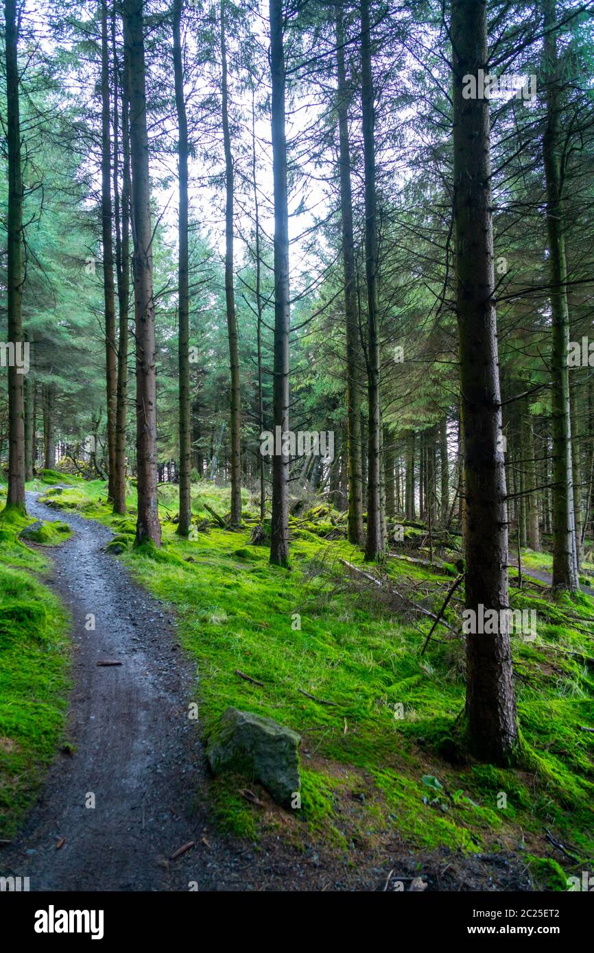 Irish Idyllic forest with it's magical green trees, moss, cones and ...
