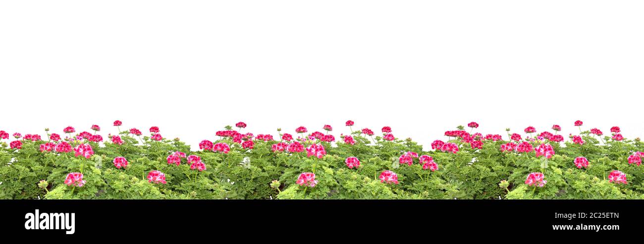 Pink geranium flowers margin isolated Stock Photo - Alamy