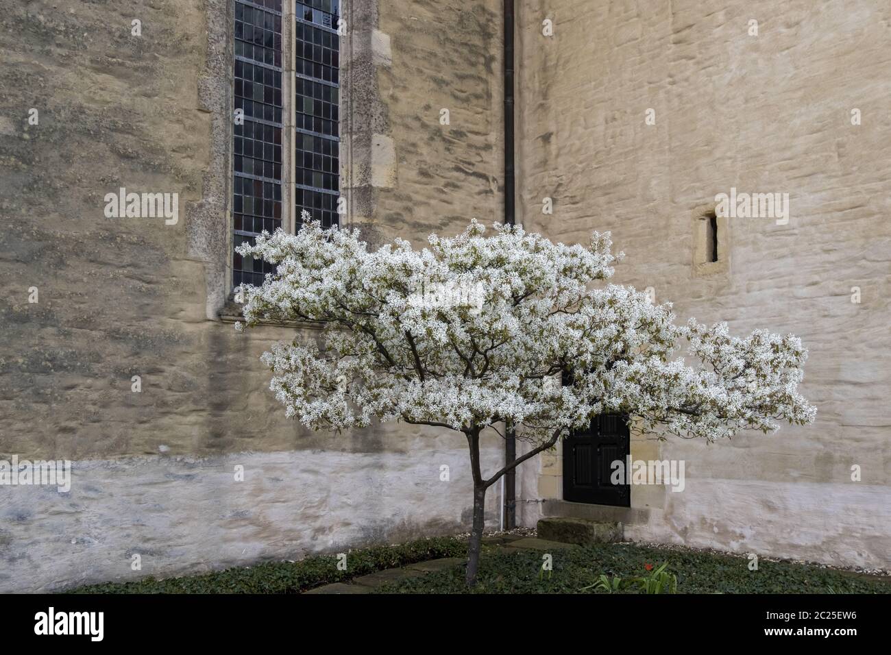 Amelanchier Rosaceae High Resolution Stock Photography and Images - Alamy