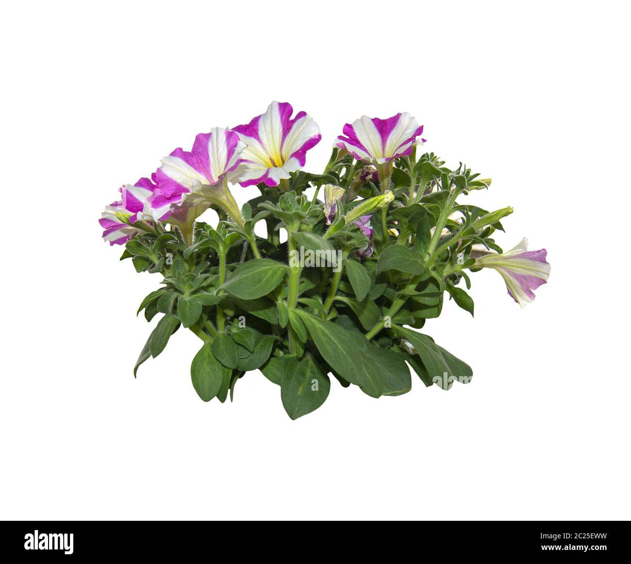 Petunia flowers pink and white isolated Stock Photo - Alamy