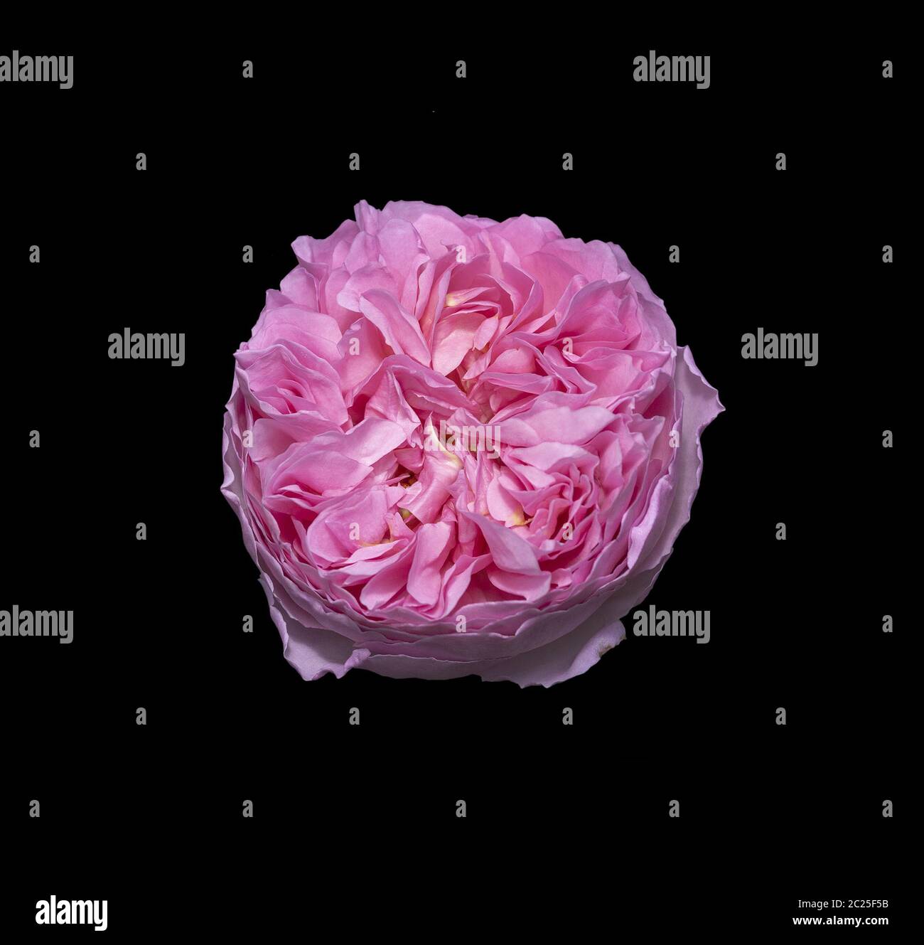 Beautiful pink rose flower closeup isolated Stock Photo - Alamy