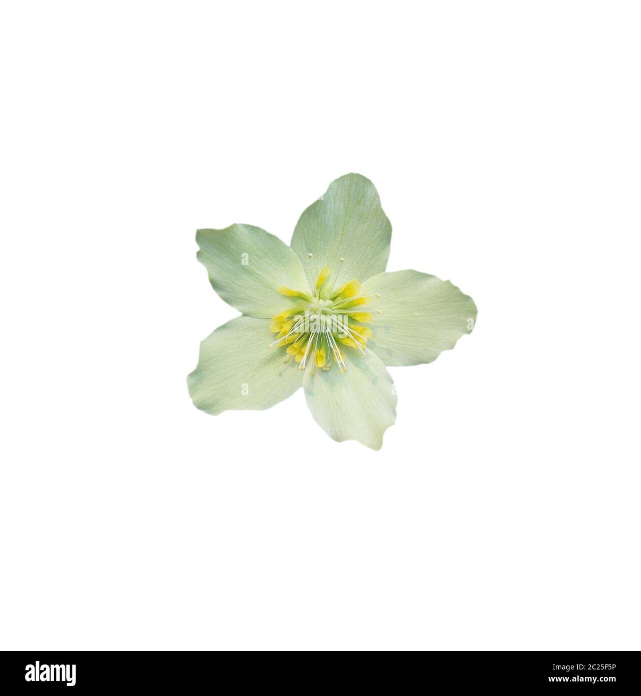 Helleborus plant purple Cut Out Stock Images & Pictures - Alamy