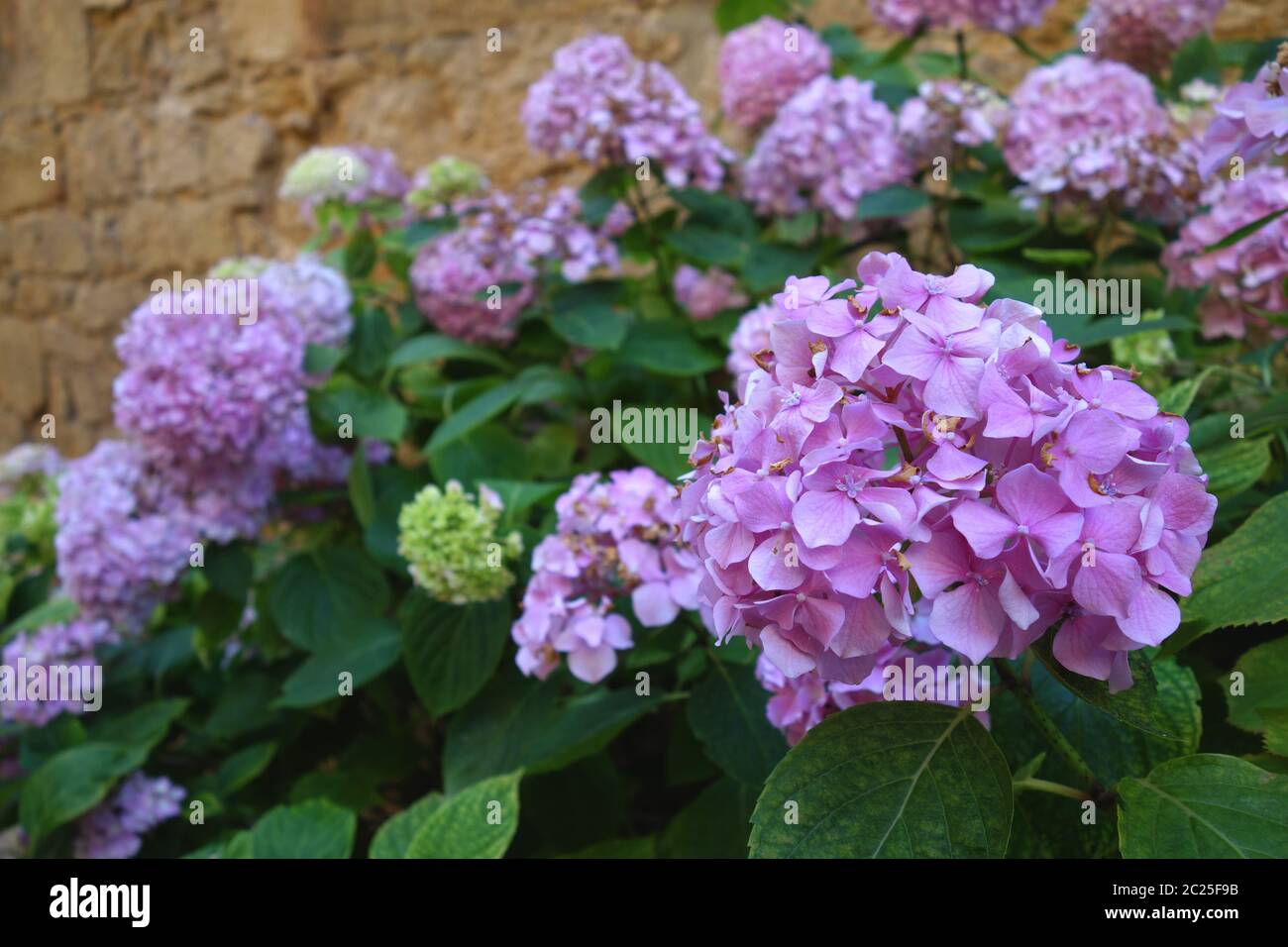 Hortensius hi-res stock photography and images - Alamy