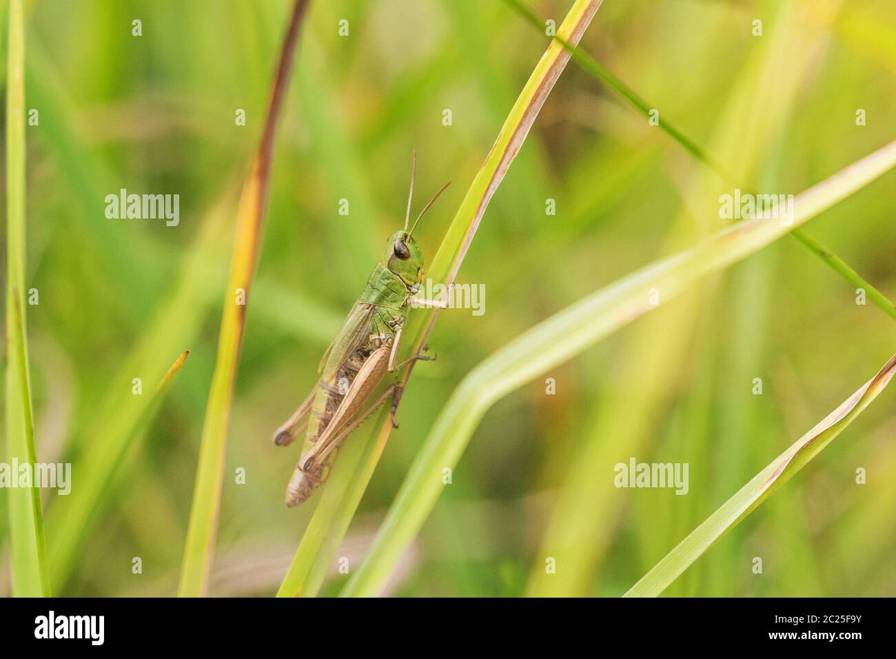 Grasshopper clinging to a blade of grass closeup. Horizontally Stock ...