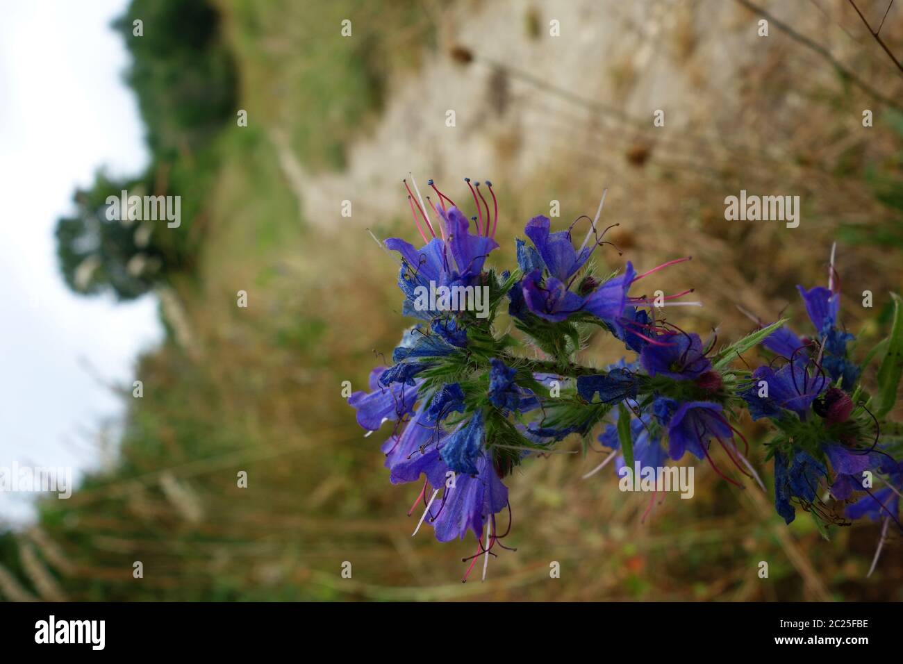 Common adders head hi-res stock photography and images - Alamy
