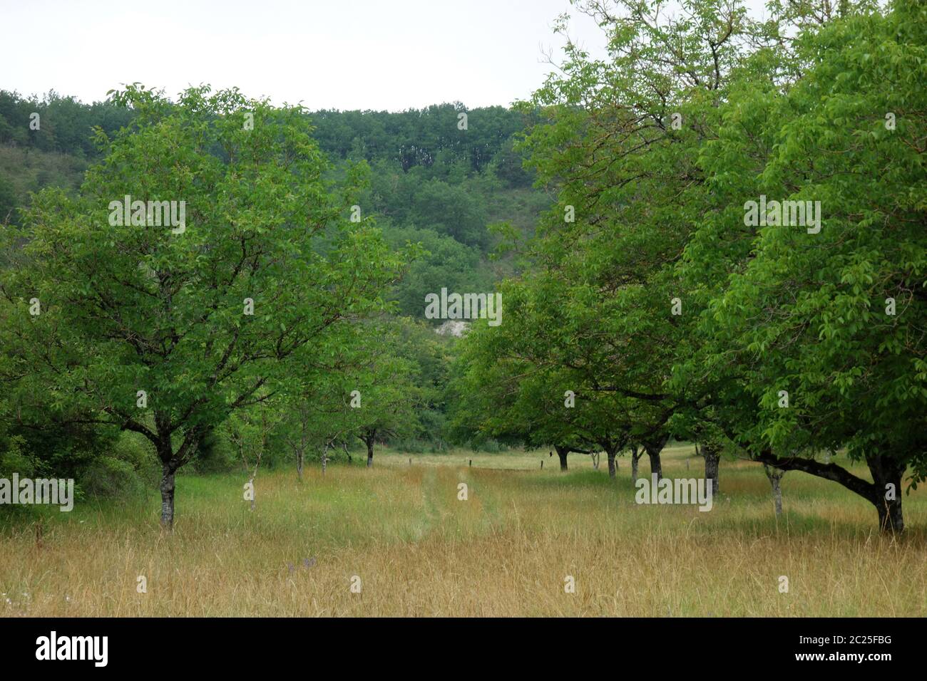 Walnut Family walnut plantation Stock Photo - Alamy