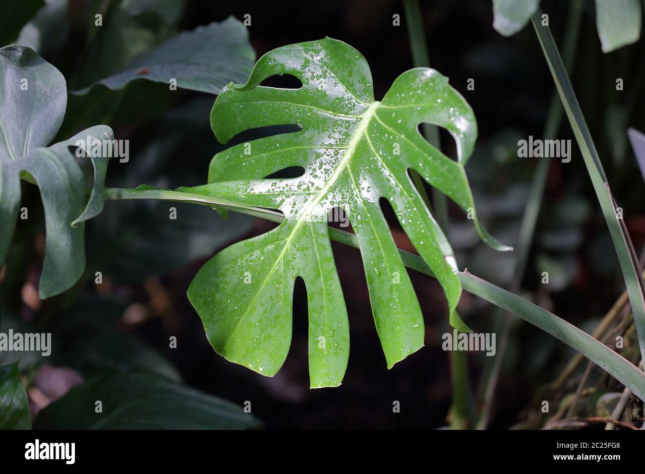 Thick green stalk hi-res stock photography and images - Alamy