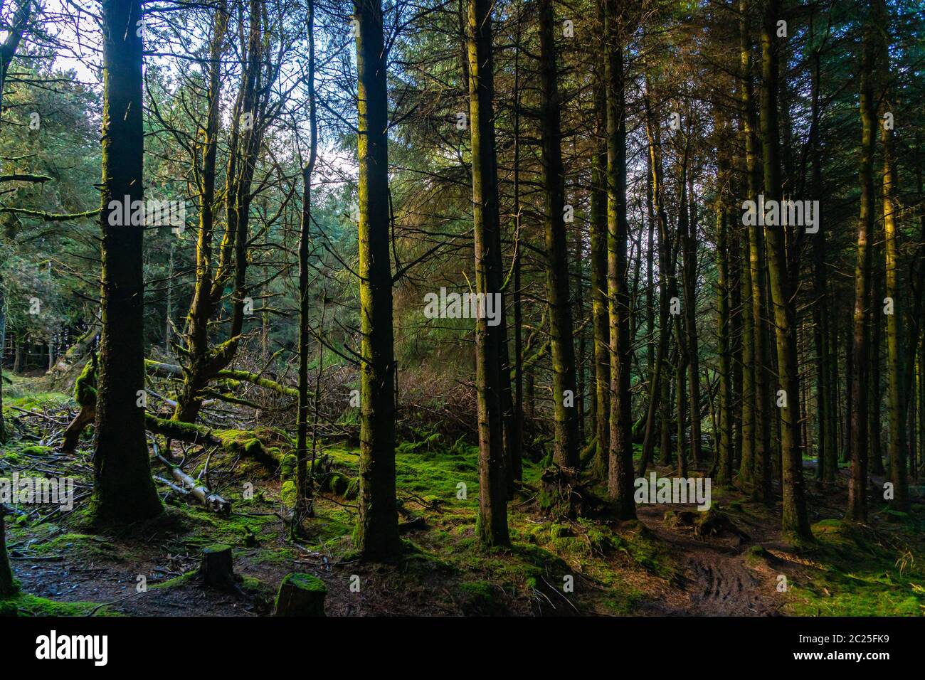 Irish Idyllic forest with it's magical green trees, moss, cones and ...